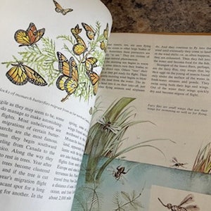 1961 Golden Library of Knowledge Hardcover69 Cents Flying Animals the ...
