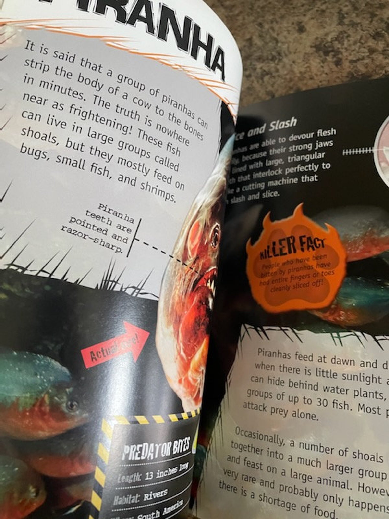 Science Animal Nature Reference Book Deadly Predators Explore the Wild ...