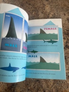 Killer Whale Vs Great White Shark Who Would Win
