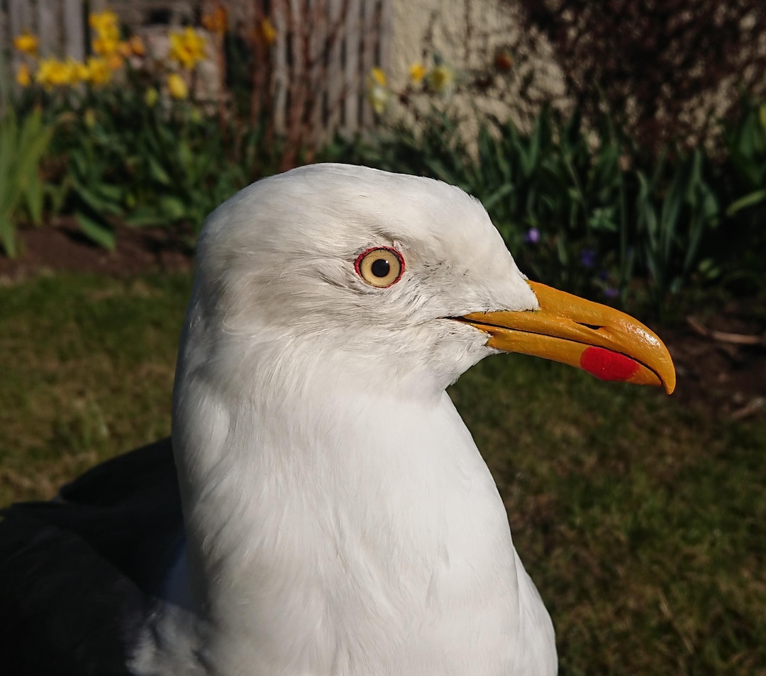 Gavin the Lesser Black Backed Gull Real Taxidermy Stuffed Bird - Etsy UK