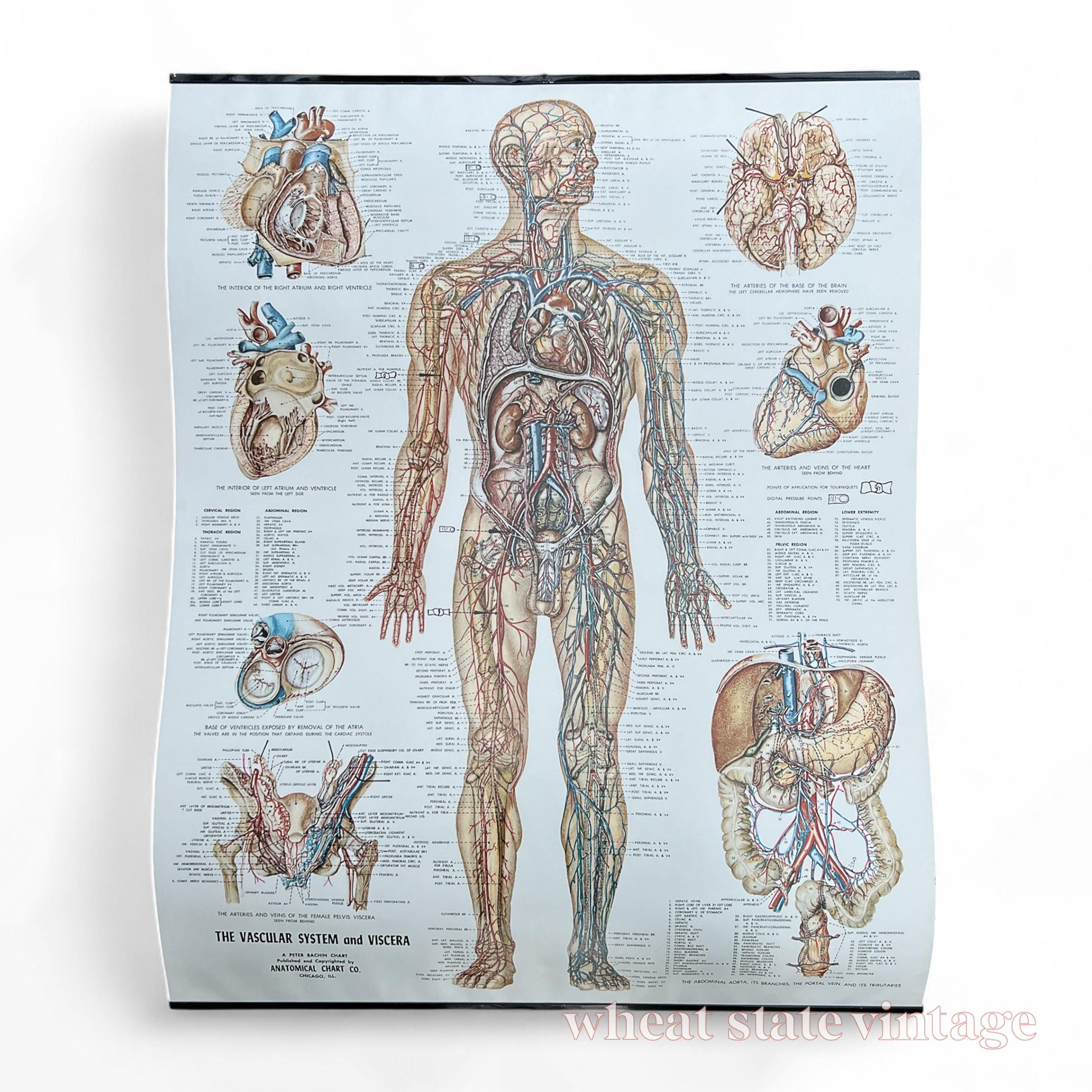Organ Anatomy Poster Vascular System Anatomical Chart - Human Body ...
