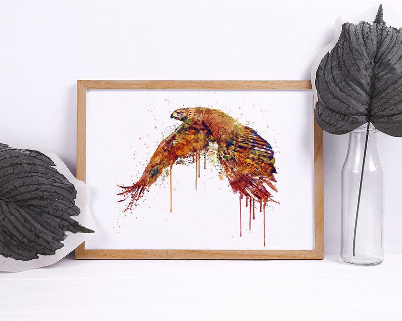 Flying Red Tailed Hawk Watercolor Painting Chickenhawk Wall - Etsy