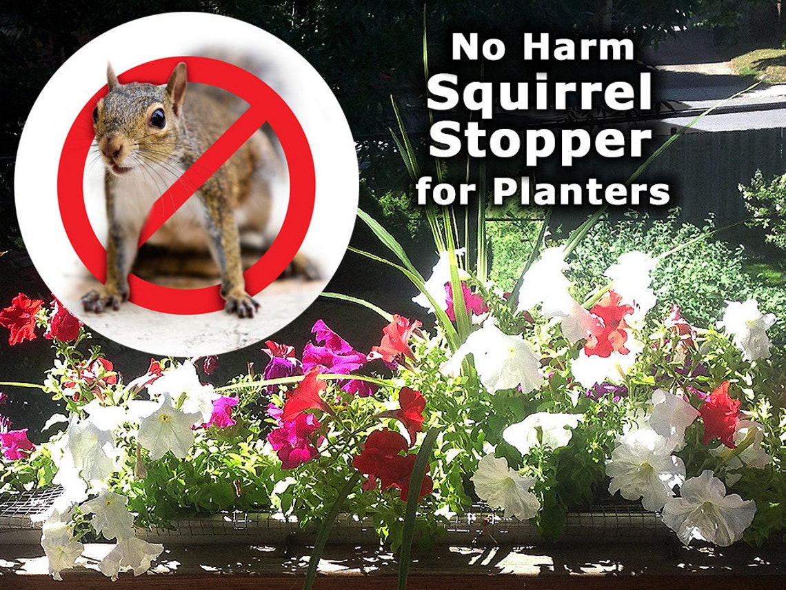 Squirrel Stopper - No Harm Squirrel Proofing for Your Existing Plastic ...