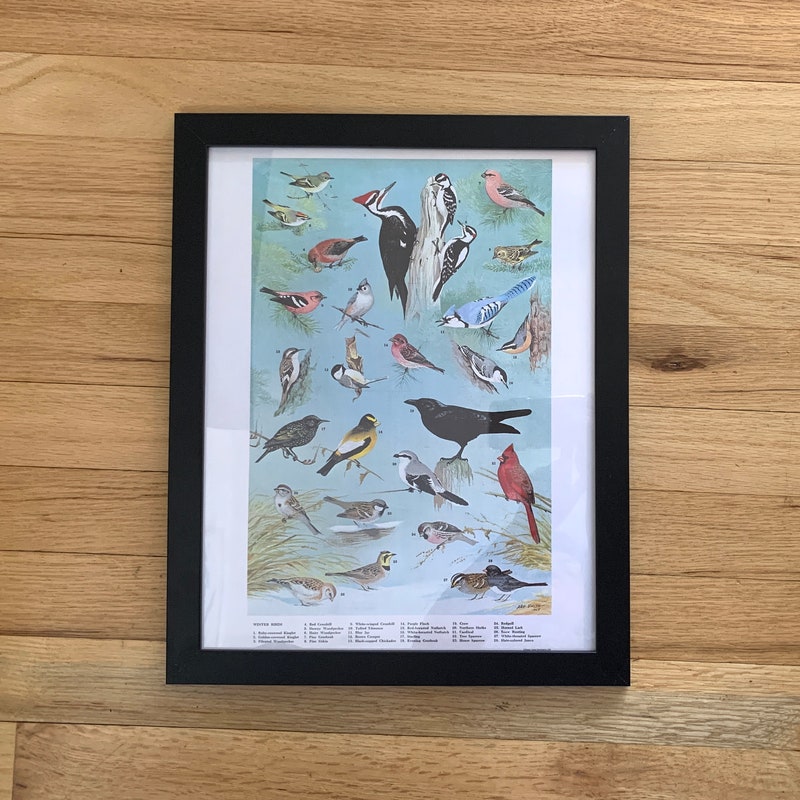 Bird Poster - Etsy