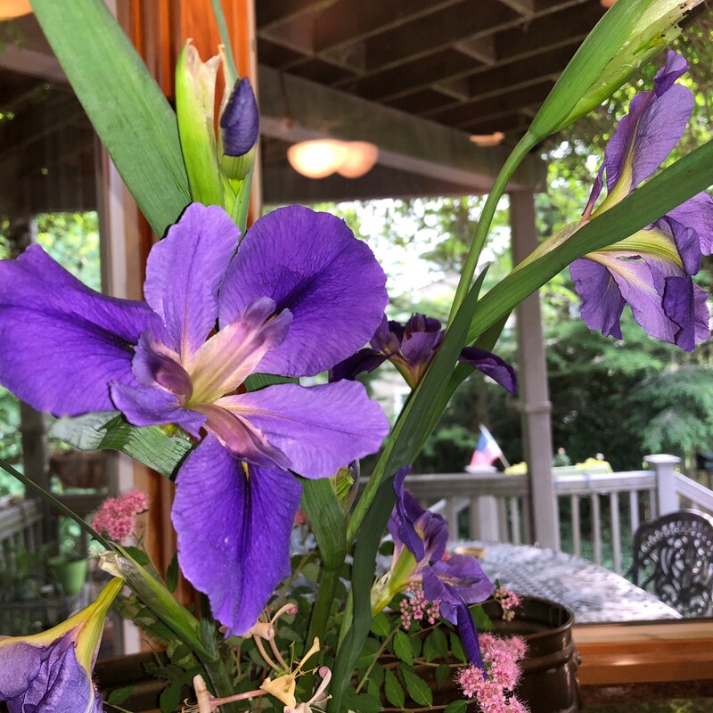 Water Iris - Etsy