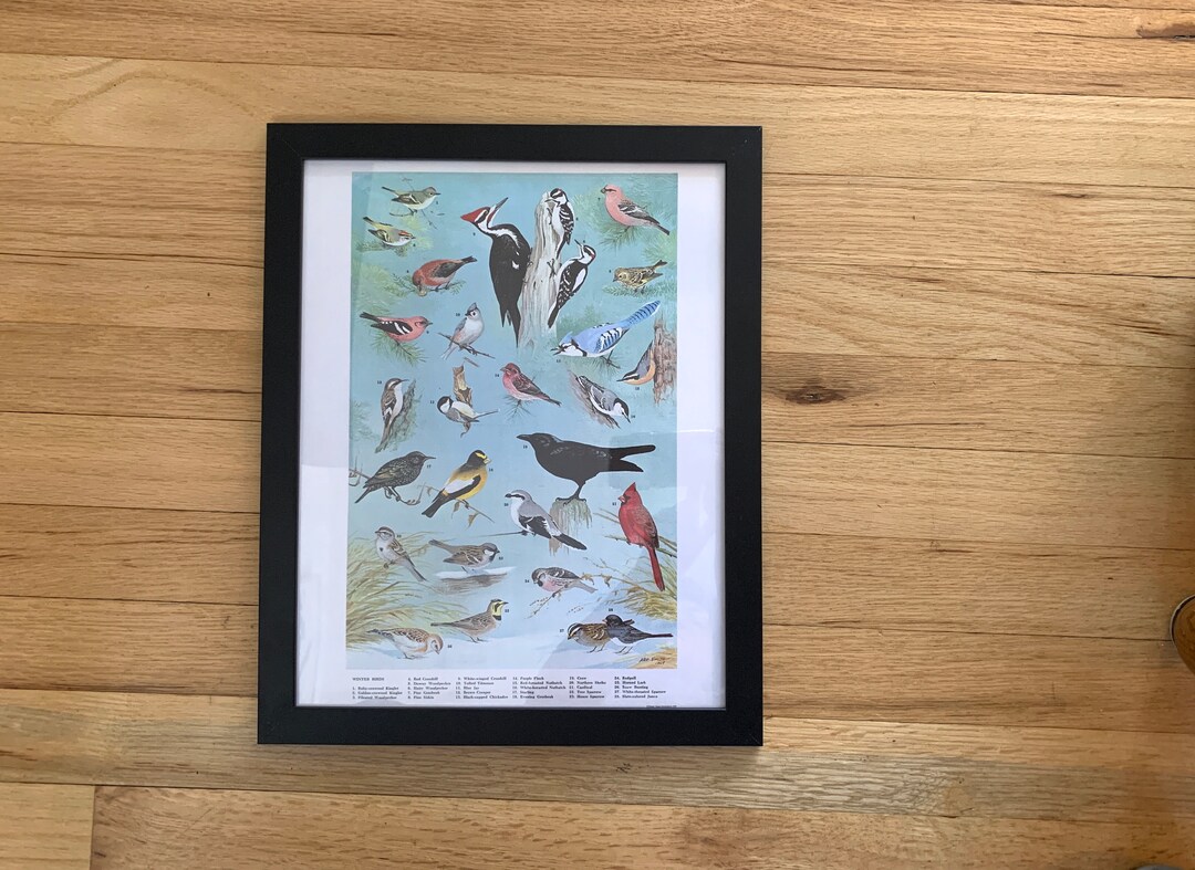 Vintage Bird Identification Chart Avian Species Poster 11 X 14 Winter ...