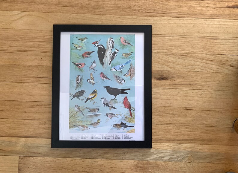Winter Bird Identification Chart: Vintage Avian Poster, Northern US ...