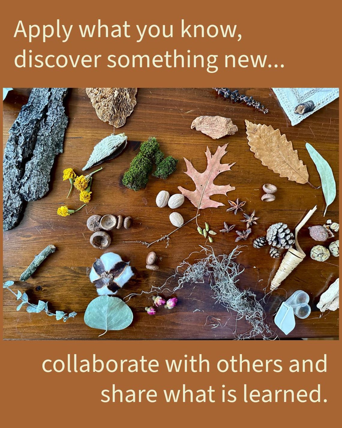 Plant Specimen Mystery Bundle of Handpicked Science Materials - Finds ...