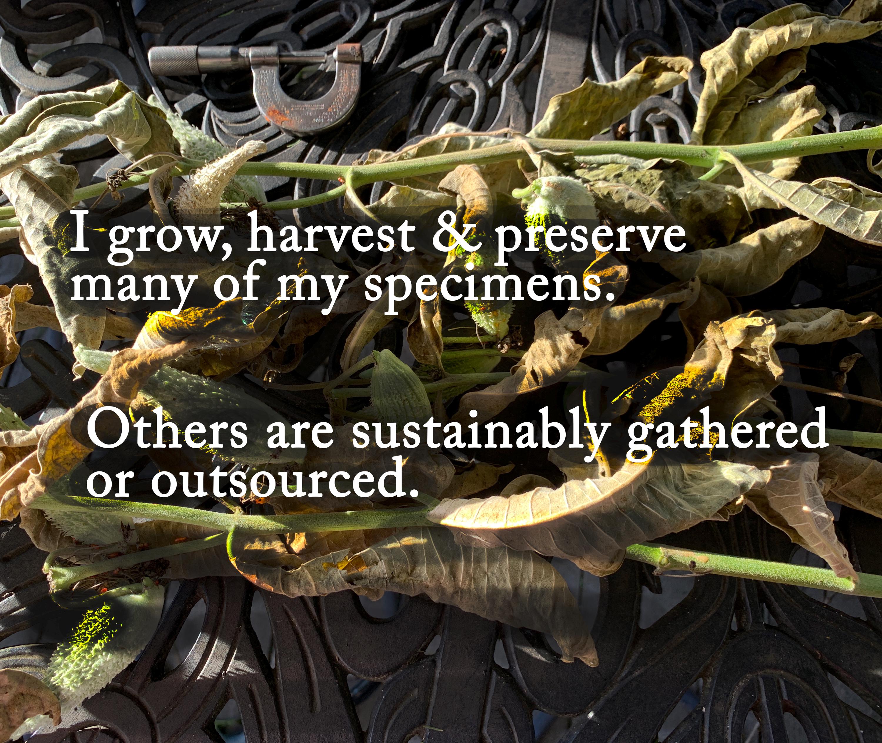 Plant Specimen Mystery Bundle of Handpicked Science Materials - Finds ...