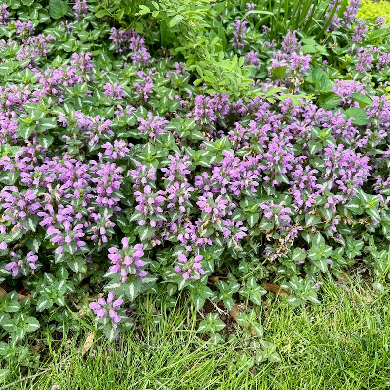 Lamium - Etsy