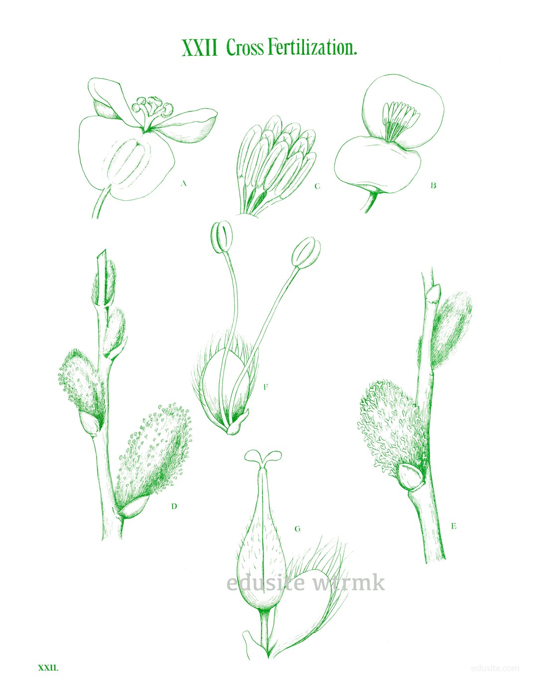 Plant Science Botanical Print Cross Fertilization 11x14 Antique ...