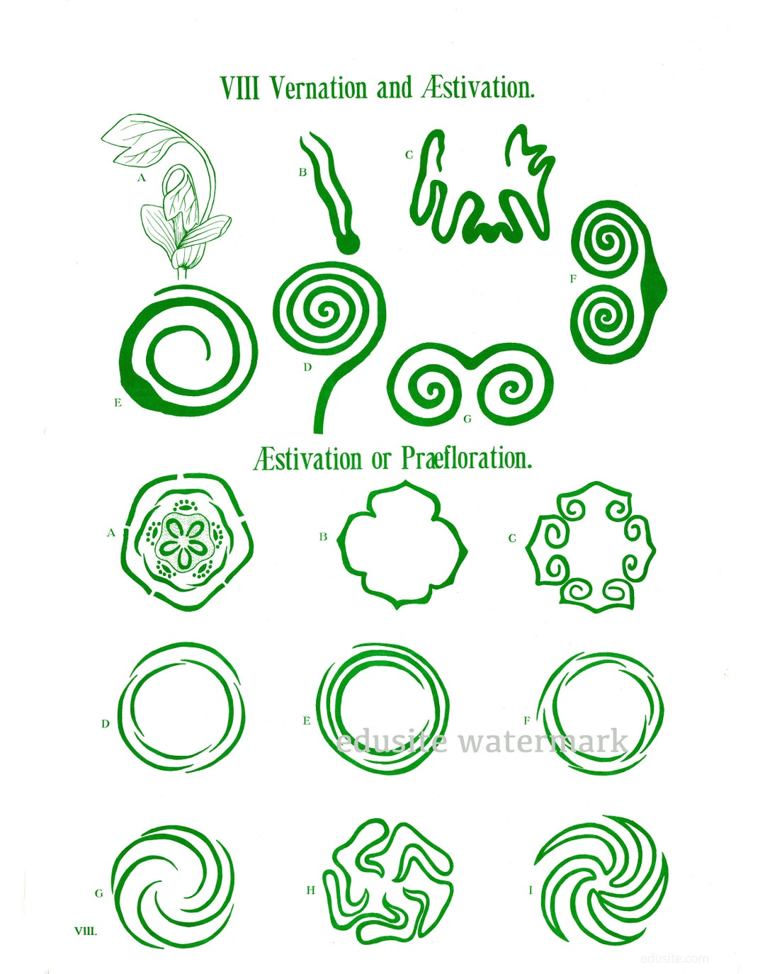 Botany Print 11x14 Leaves Flowers Vernation Aestivation Arrangement of ...