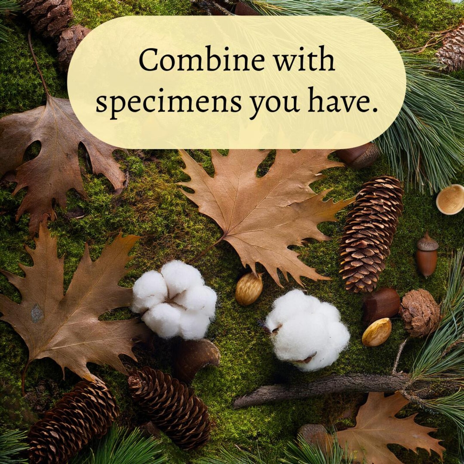 Plant Specimen Mystery Bundle of Handpicked Science Materials - Finds ...