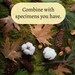 Plant Specimen Mystery Bundle – Botany Science Materials for Analysis ...