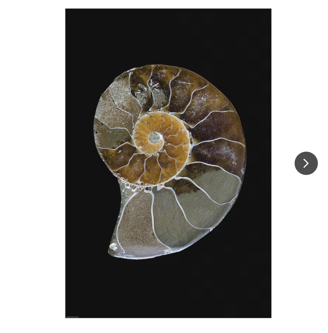 Nautilus Shell Print, Large Science Poster (24x35.75) Ammonite ...