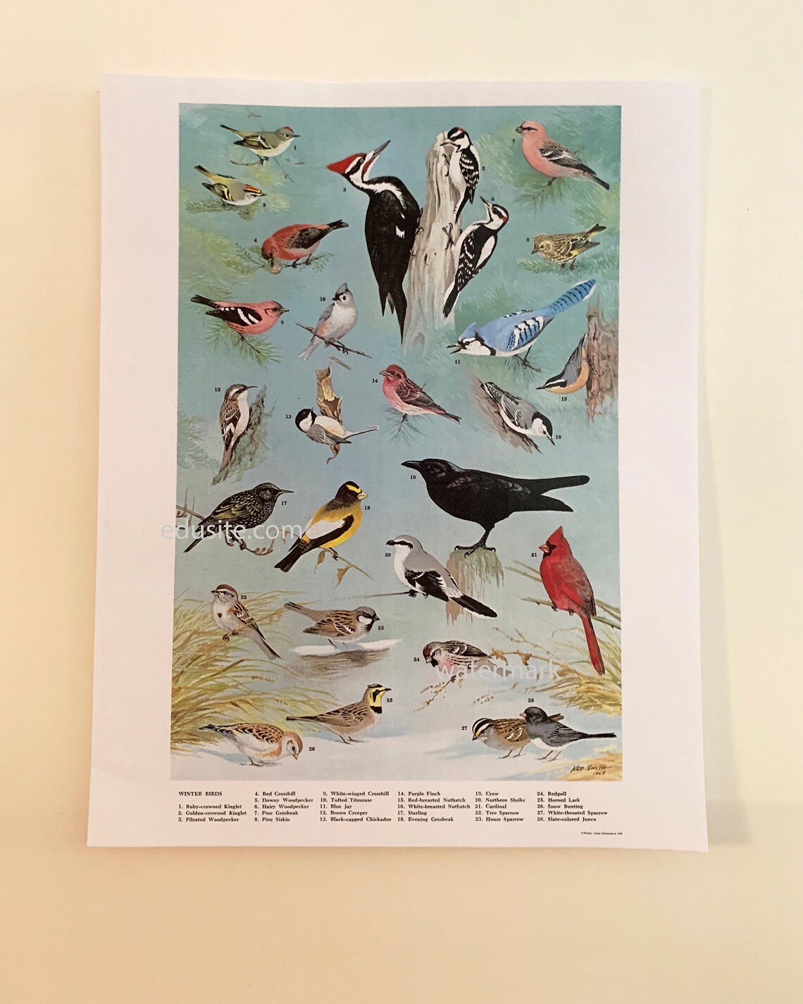 Vintage Bird Identification Chart Avian Species Poster - Etsy