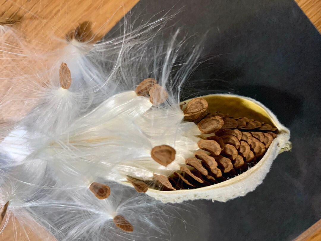 Milkweed Pods Natural With Seed / Silks Milk Weed Science Botany ...