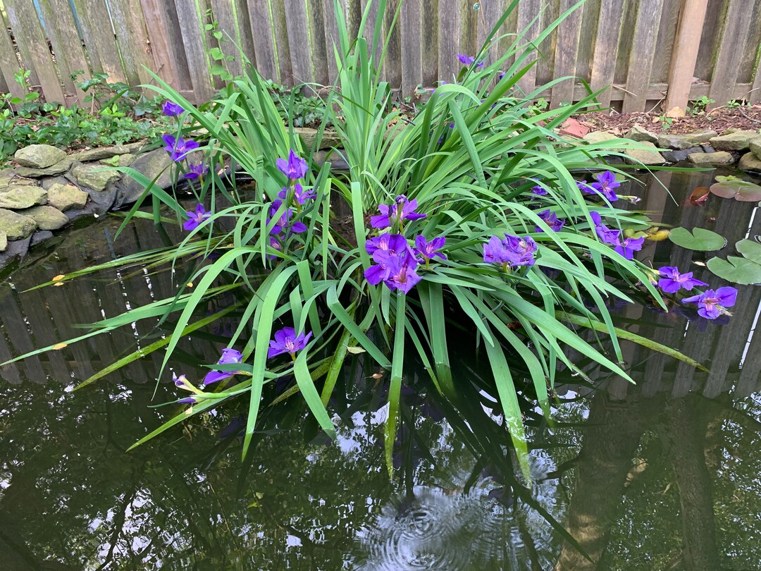Purple Blue Iris Rhizomes for Water Garden, Pond Edge Perennial Plant ...