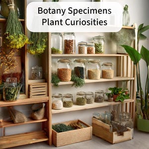 Plant Specimen Mystery Bundle – Botany Science Materials for Analysis ...