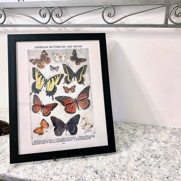 Vintage Moth Identification Poster - Etsy