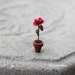Miniature Crochet Potted Flower Poppy, Dollhouse Fake Plant Decor, Mini ...