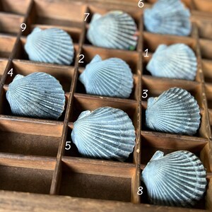 Decoupage Bay Scallops - Etsy