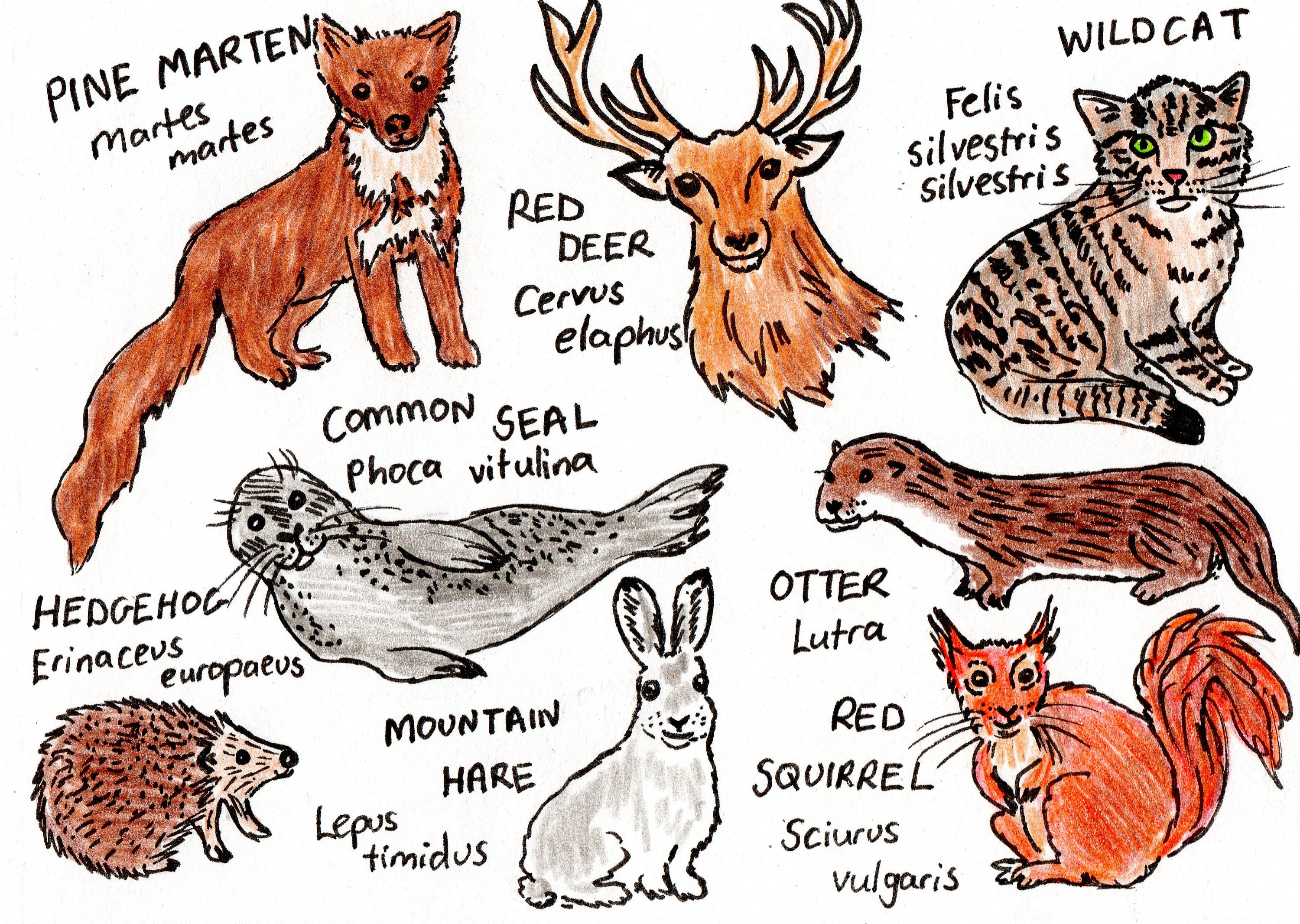 Set of 4 Scottish Nature Postcards - Etsy UK