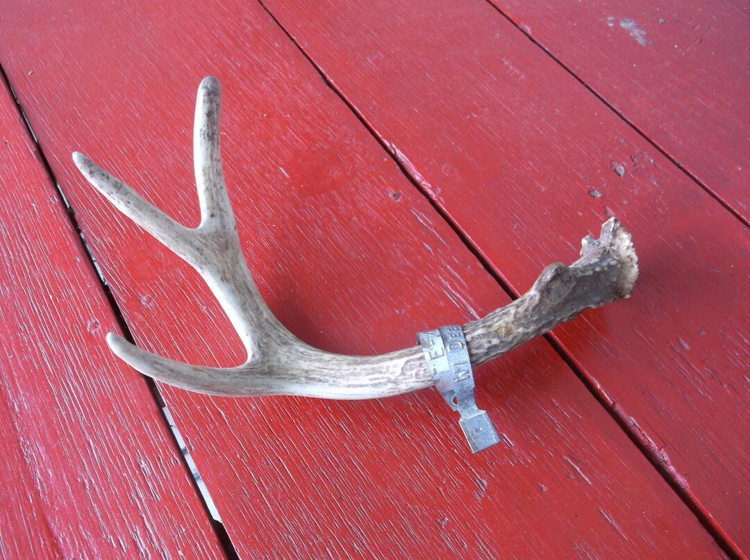 Vintage Whitetail Deer Antler: Original Wisconsin Metal Tag, 9" 3-point ...