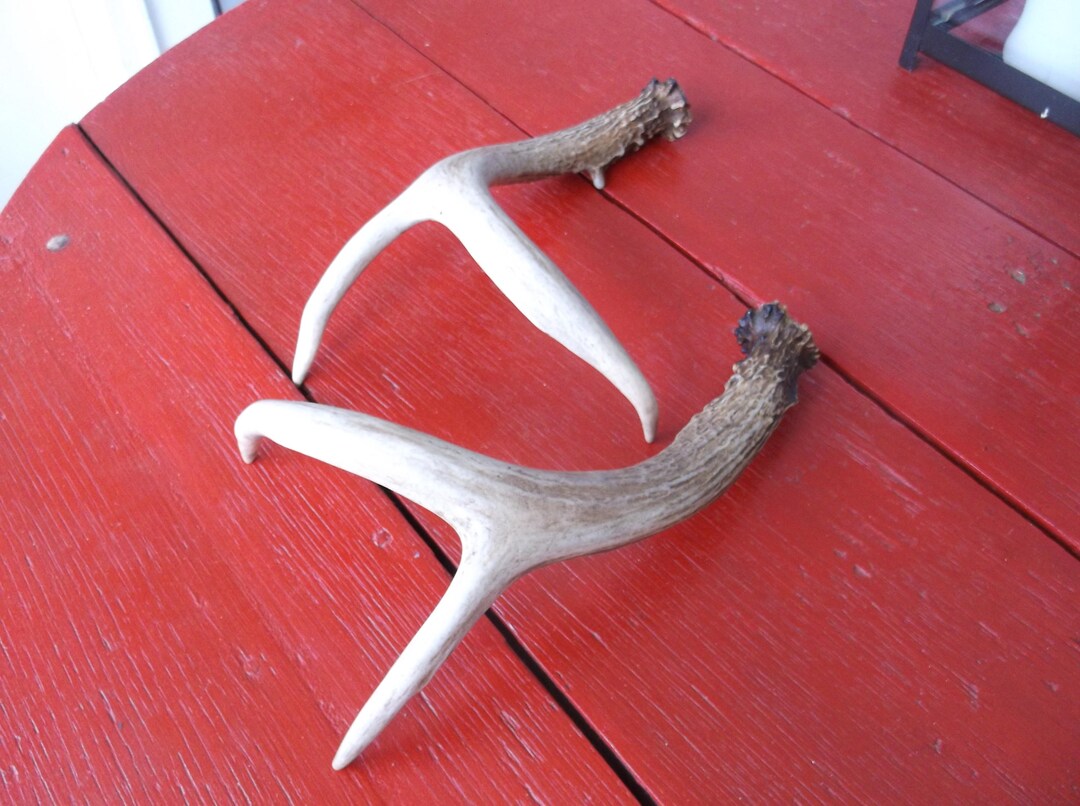 Natural Actual White Tail Deer Antler. Authentic, Humanely Sourced ...
