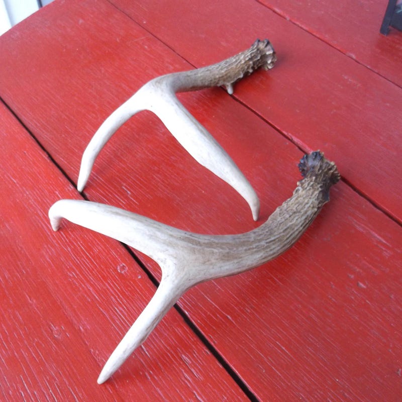 Real Deer Antlers - Etsy