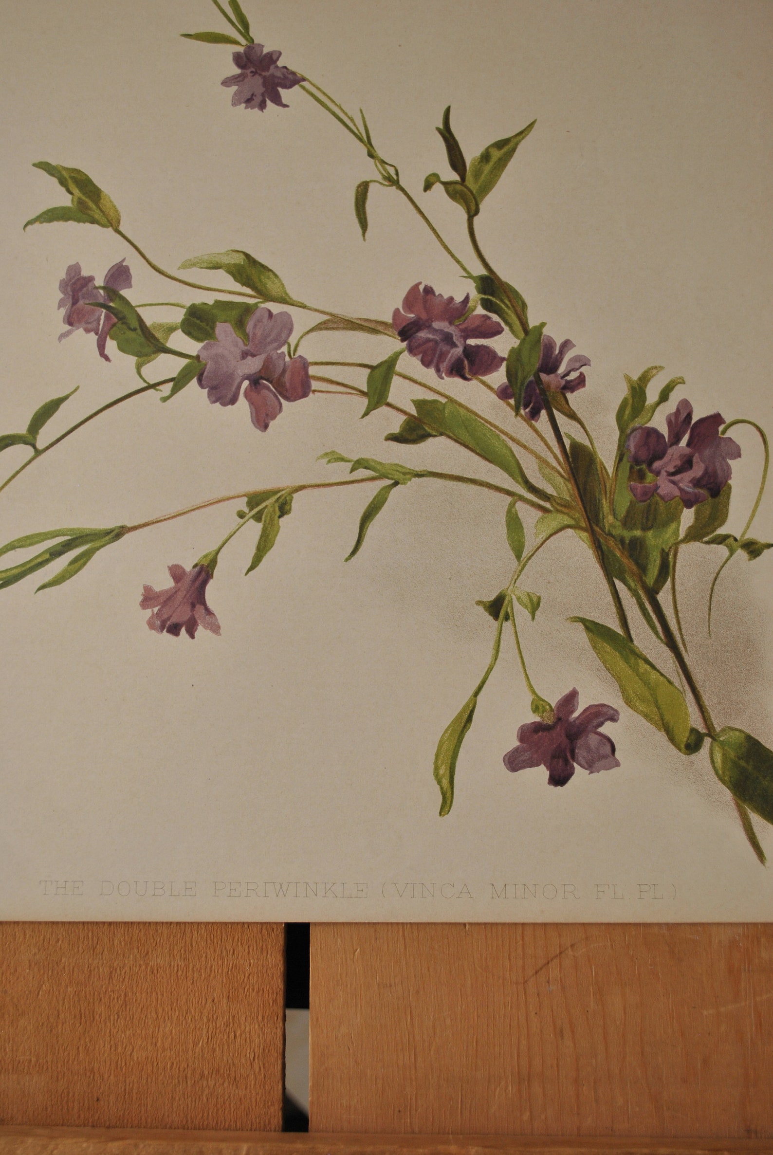 Antique Botanical Illustration Vinca Minor | Etsy