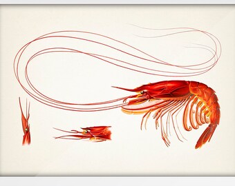 Shrimp Print | Etsy