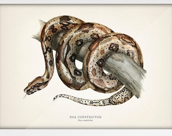 Boa Constrictor Art | Etsy