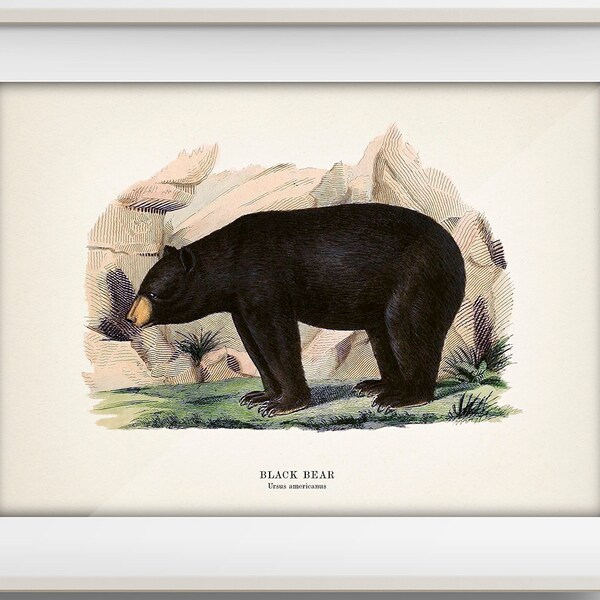 Black Bear Print - Etsy