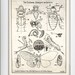 Insect Anatomy Study No.2 [1924] Design in Nature - IN-38 - Fine Art ...