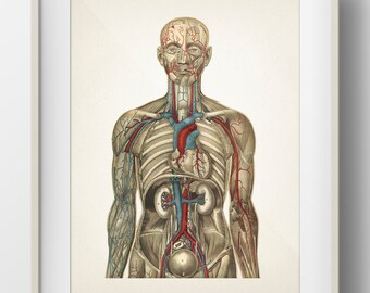 Human Anatomy MUSCLE System Wall Art Set Fine art prints of | Etsy
