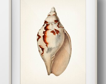 Shell Art Print | Etsy