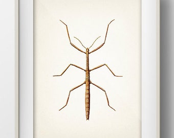 Stick Bug or Walking Stick IN-09 Fine art print of a | Etsy