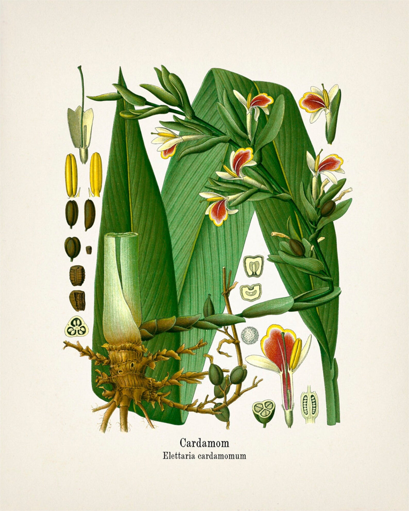 Cardamom Botanical Illustration Elettaria Cardamomum Print | Etsy