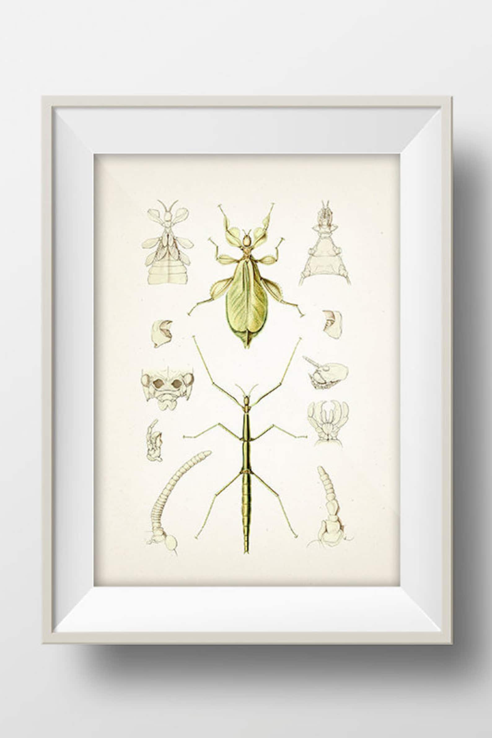 Leaf Insect and Stick Bug : Fine Art Print of a Vintage | Etsy