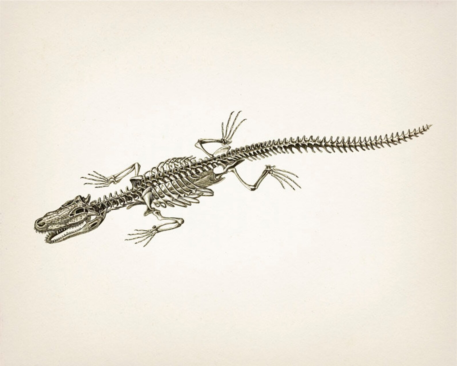 Alligator Skeleton AN-06 Fine Art Print of a Vintage - Etsy