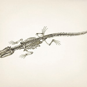 Alligator Skeleton - AN-06 - Fine Art Print of a Vintage Natural ...