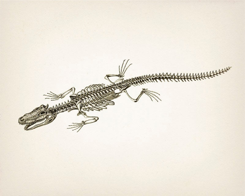 Alligator Skeleton AN-06 Fine Art Print of a Vintage | Etsy