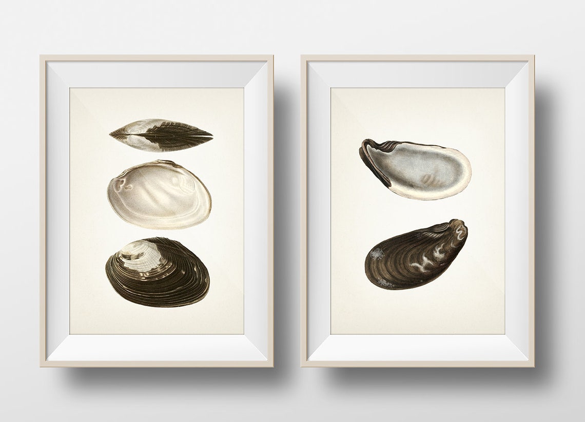 Mussel and Clam Shell Pair of Prints SH-64-65 Fine Art - Etsy