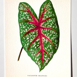 Plant Leaf Wall Art No. 19: CALADIUM CHANTINI Heart of Jesus [lf-19 ...