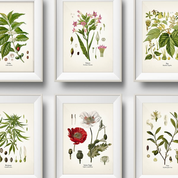 Marijuana Botanical Print - Etsy