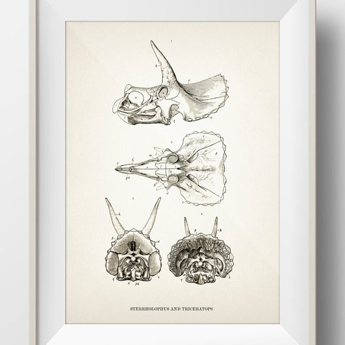 Triceratops Skull Art Print Vintage Triceratops Illustration - Etsy
