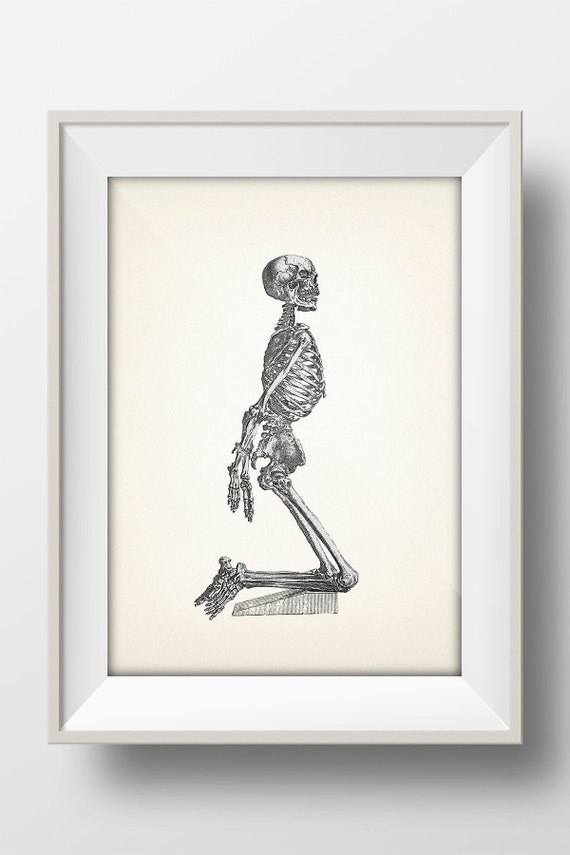Bound Skeleton Anatomical Drawing HU-33 Fine Art Print of - Etsy