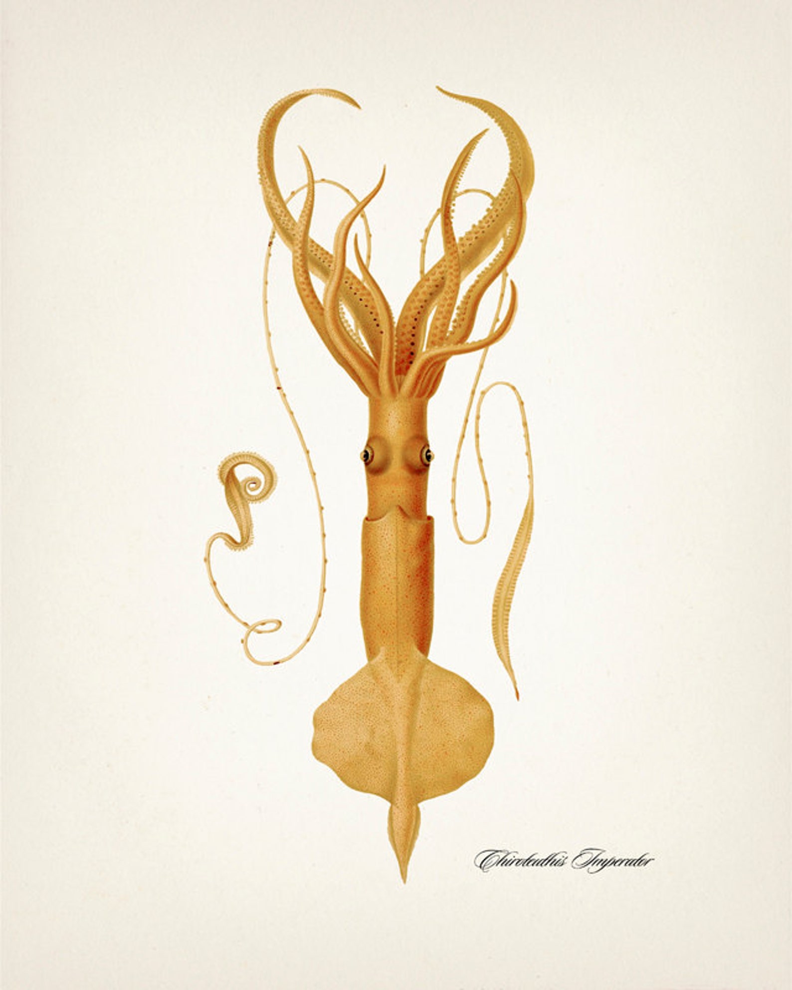 Squid Vintage Print Set Orange and Cream Fine Art Prints - Etsy