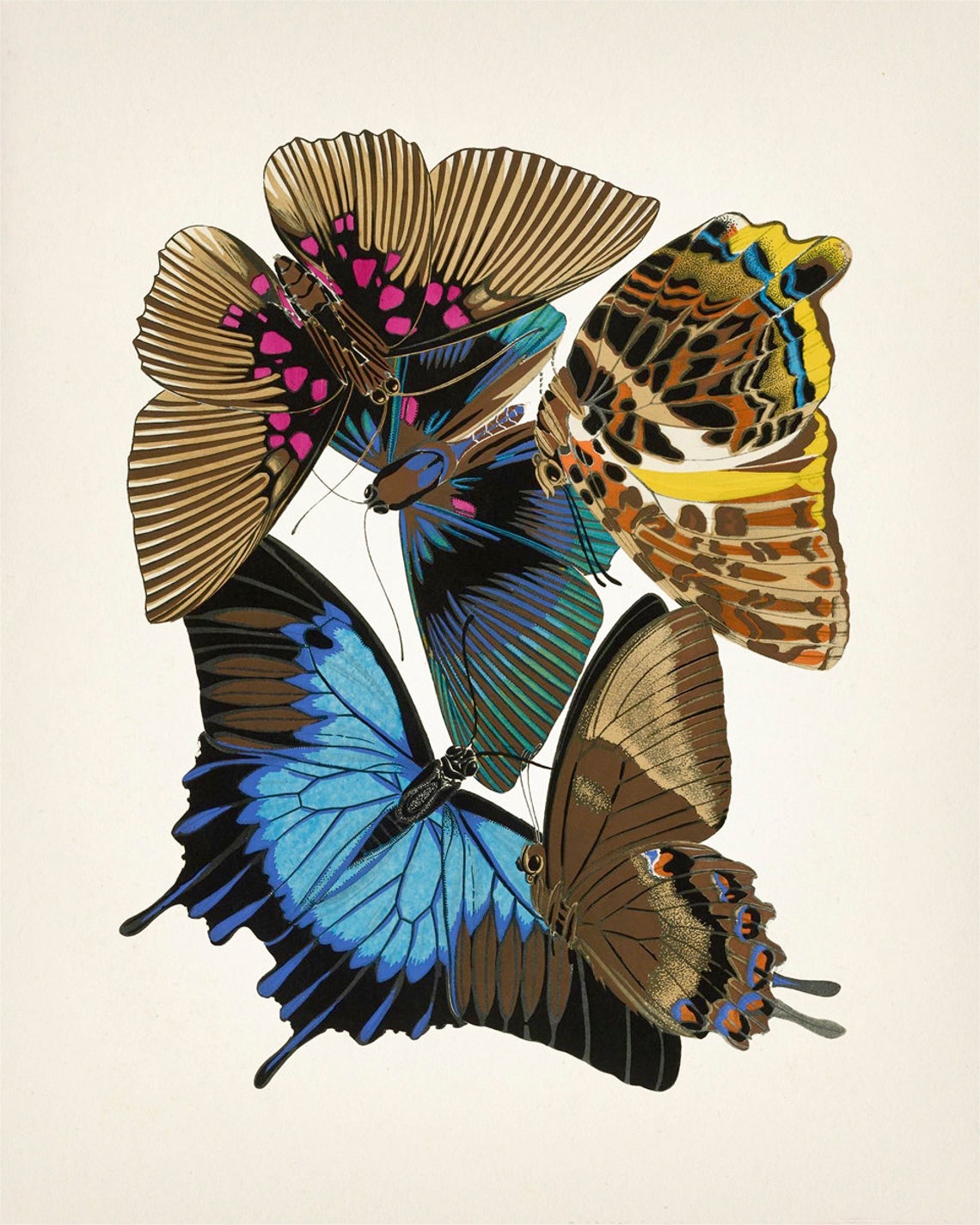 Butterflies No. 16 [1925] Papillons - MO-96 - Fine Art Print of a ...